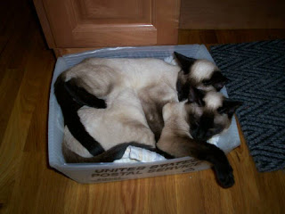 Siamese Cats Home - your cat will be happy!