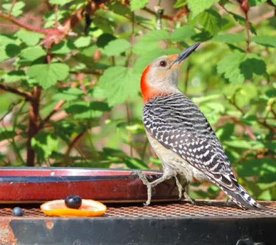 Kirby’s Birds : The Other McCain