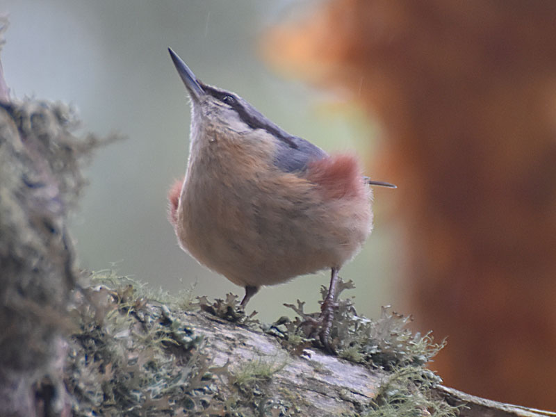 Gredos Mountains, 20th May 2018