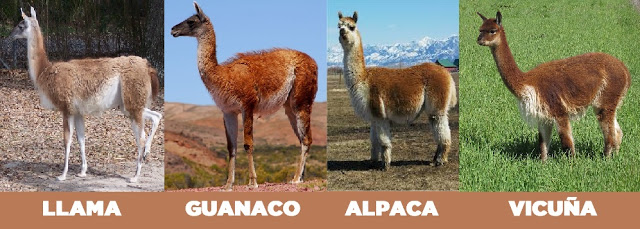 PERÚ: PAÍS DE MARAVILLAS: Auquénidos sudamericanos