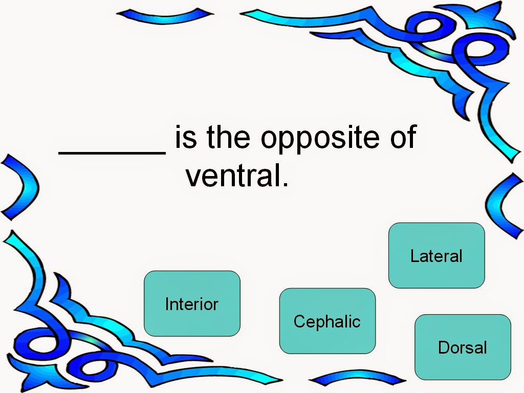 Student Survive 2 Thrive: Body Planes Practice Test – Sagittal, Frontal ...