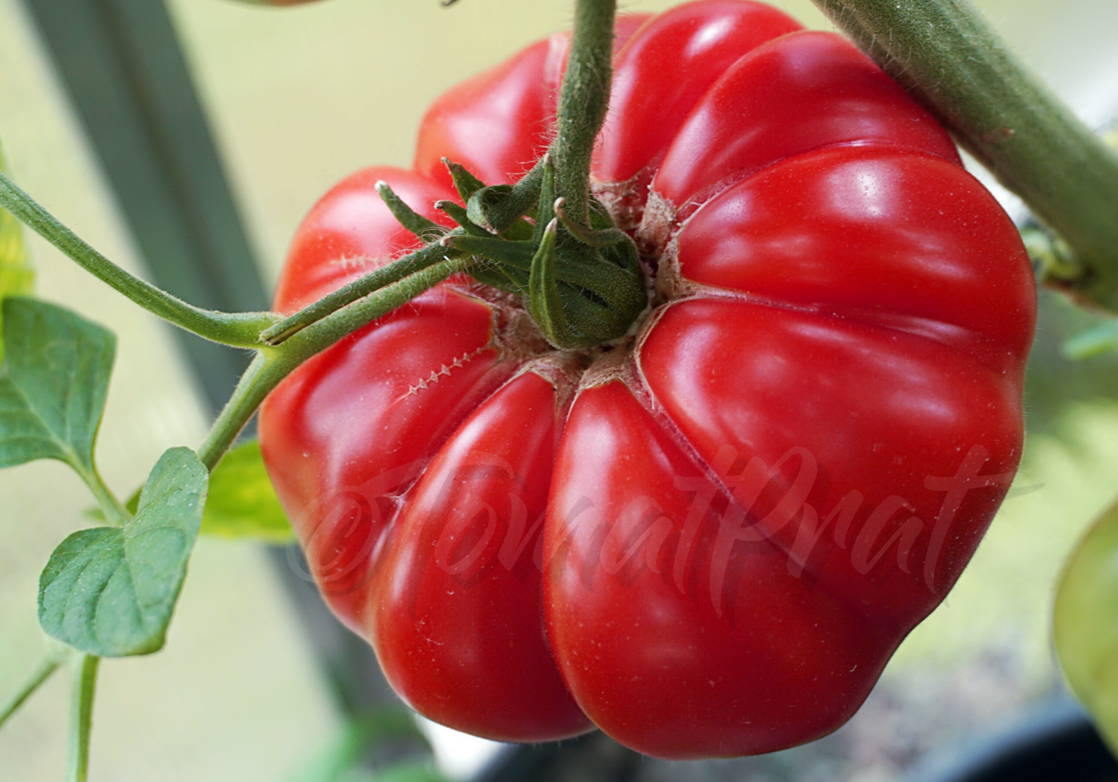 Helenes Tomater: Pomidory Malinowe