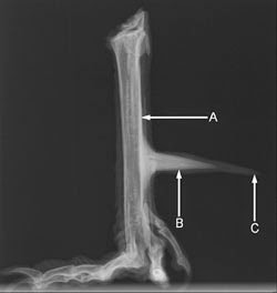 Birds To Dinosaur: Python Vestigial Pelvis, Femur and Spur