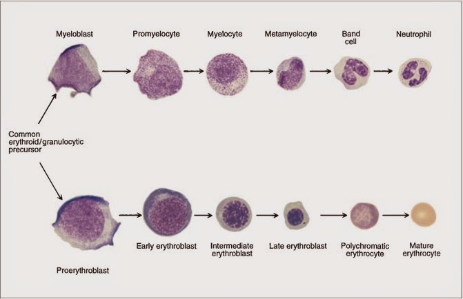 The Blood Film and Count (Part 2) | Tuyenlab