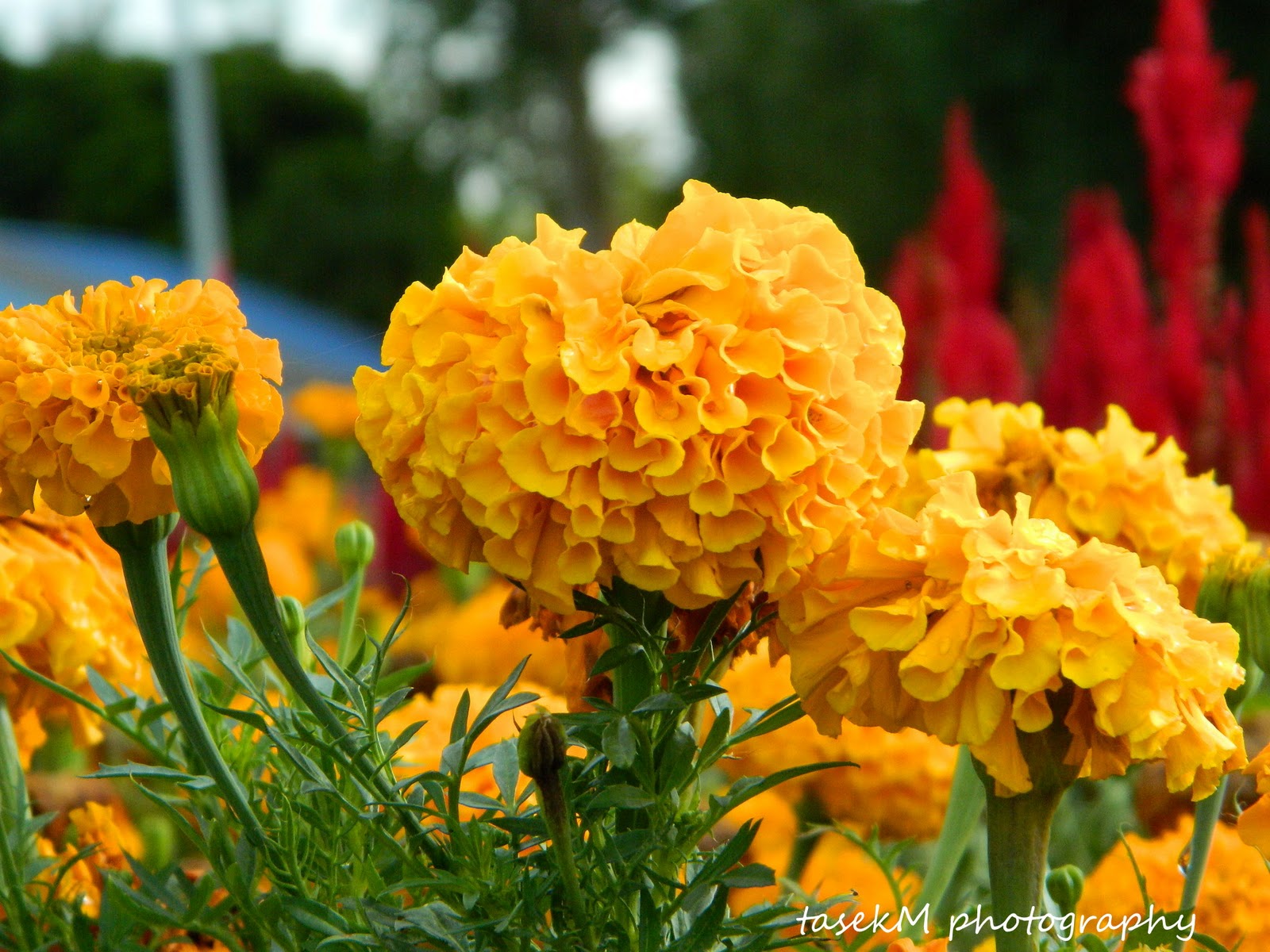 Terbaru 39+ Bunga Taik Ayam