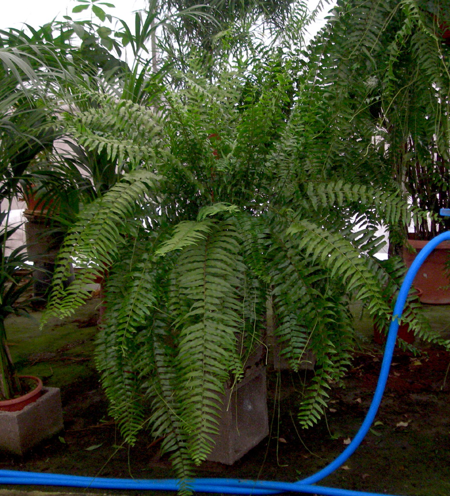 Viveros Vangarden: Helecho 'Macho'