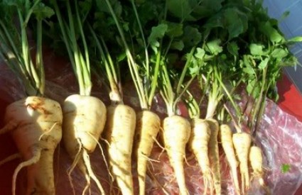 Prirodni lijekovi: LJEKOVITOST PASTRNJAKA –LIJEK ZA KRVNE ŽILE