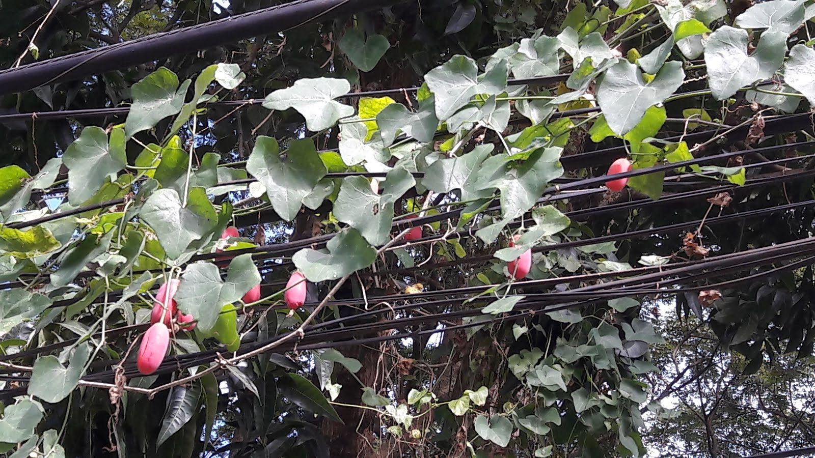 OUR PHILIPPINE TREES: Dangling Small Patola