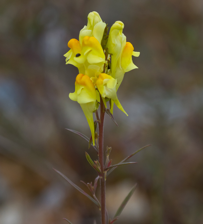 PLODDINGBIRDER: Very Quiet