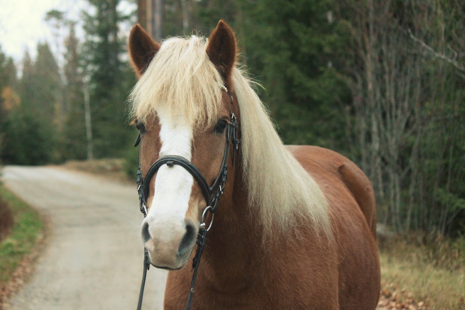 Lillin hevoselämää: Luukku 6: Suomenhevonen- paras hevonen