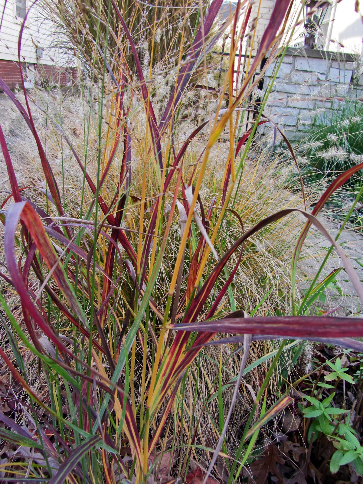 Gatsbys Gardens: Color In The Fall Garden