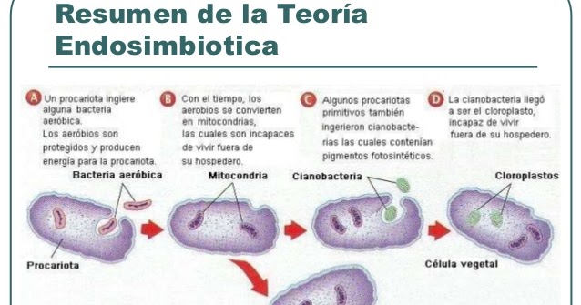 Colectivo 22902: Teoría creación del mundo-Endosimbiótica
