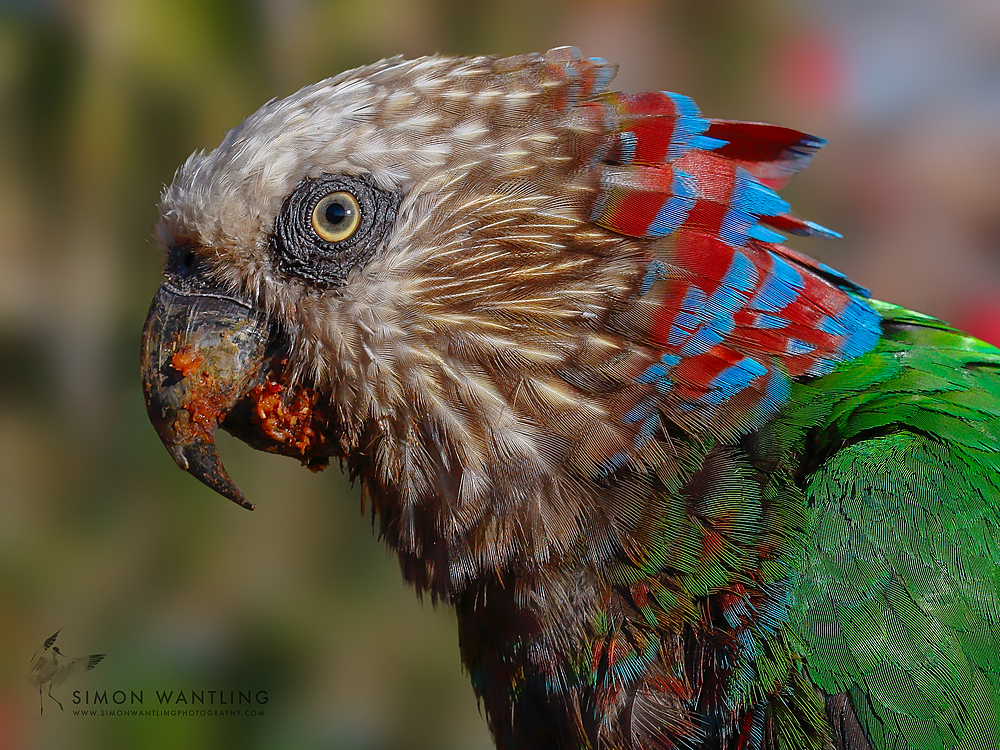 CAMBRIDGESHIRE BIRD CLUB GALLERY: Red-fan Parrot