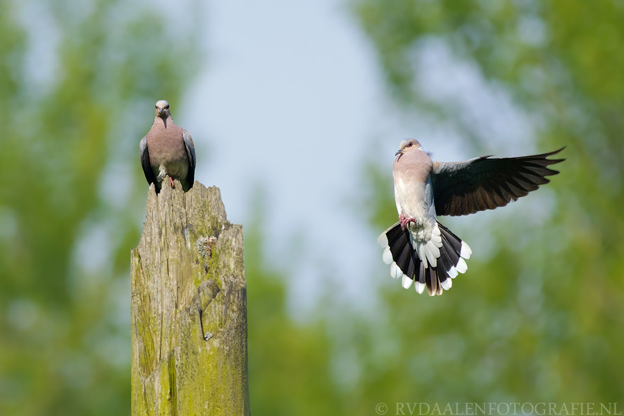 Vogel- en Natuurfotografie door Remco van Daalen: Bijzondere ...