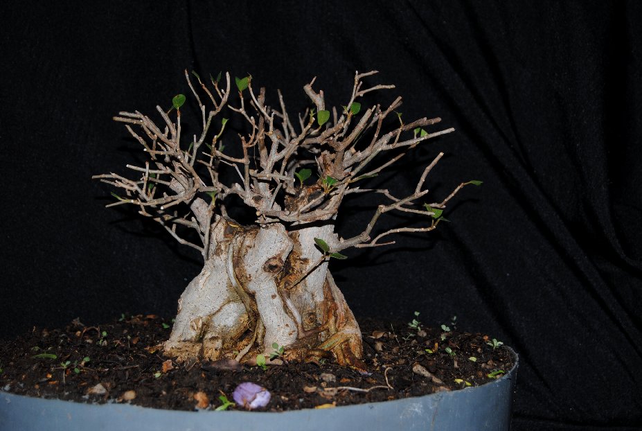 LENNARD'S BONSAI BEGINNINGS.: Ficus burkei sumo trunk