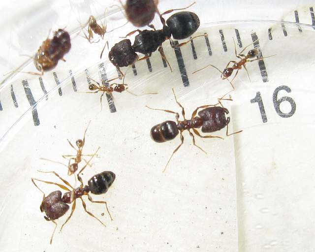 Photos and Info on Ants and Termites of Malaysia: Pheidole sp