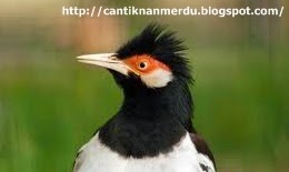 Burung Jalak Suren Jawa (lokal) dan Sumatra