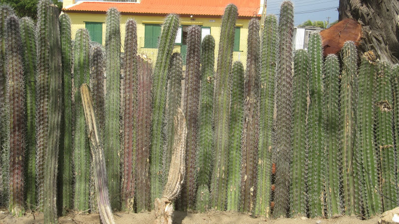Deformutilation: The Cactus Fence
