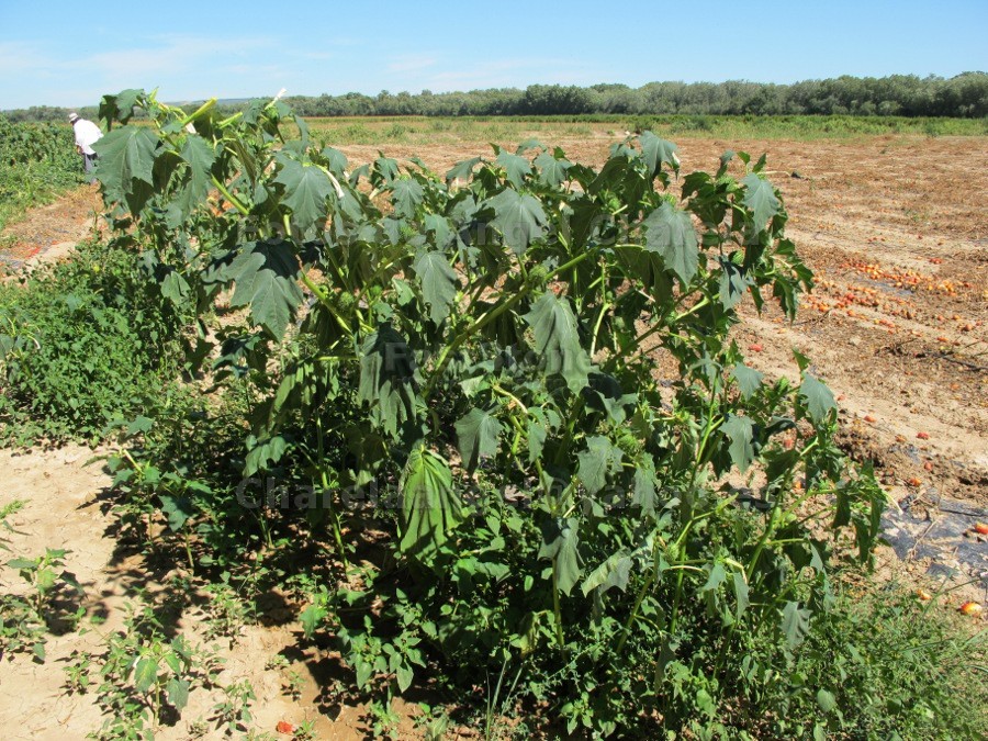 Flora medicinal, alimenticia y artesanal de la Ribera Navarra: Datura ...
