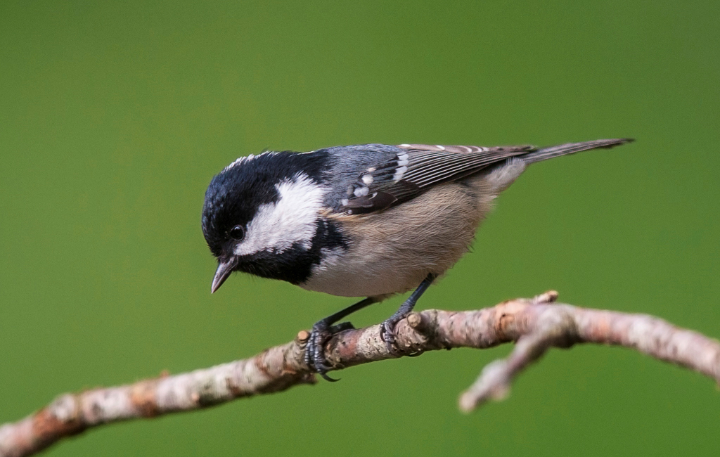 Jozef van der Heijden - Natuurfotografie: De Zwarte mees in de tuin