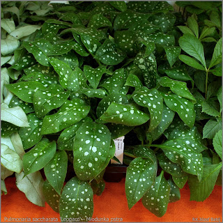 Plant Gallery - Encyklopedia Roślin: Pulmonaria species and varieties ...