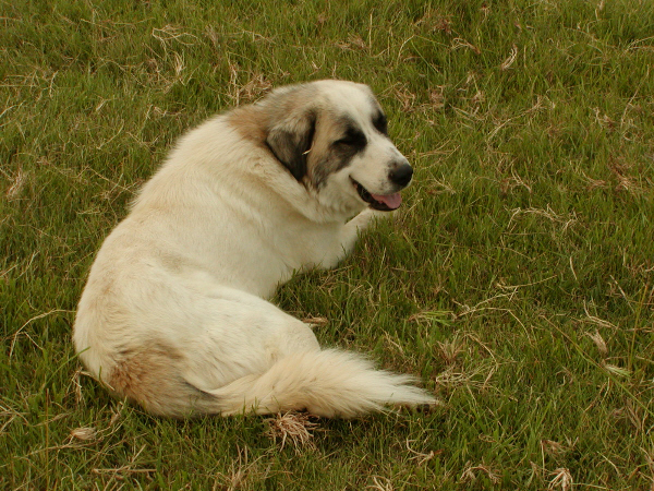 Central Asian Shepherd | The Life of Animals