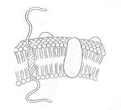 DRAW IT NEAT: How to draw plasma membrane (Cell membrane)