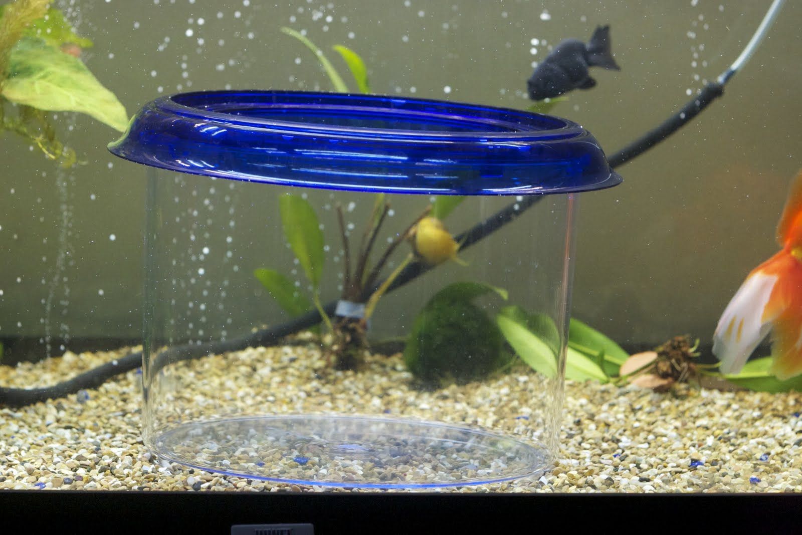 Goldfish Care: Project Goldfish Bowl