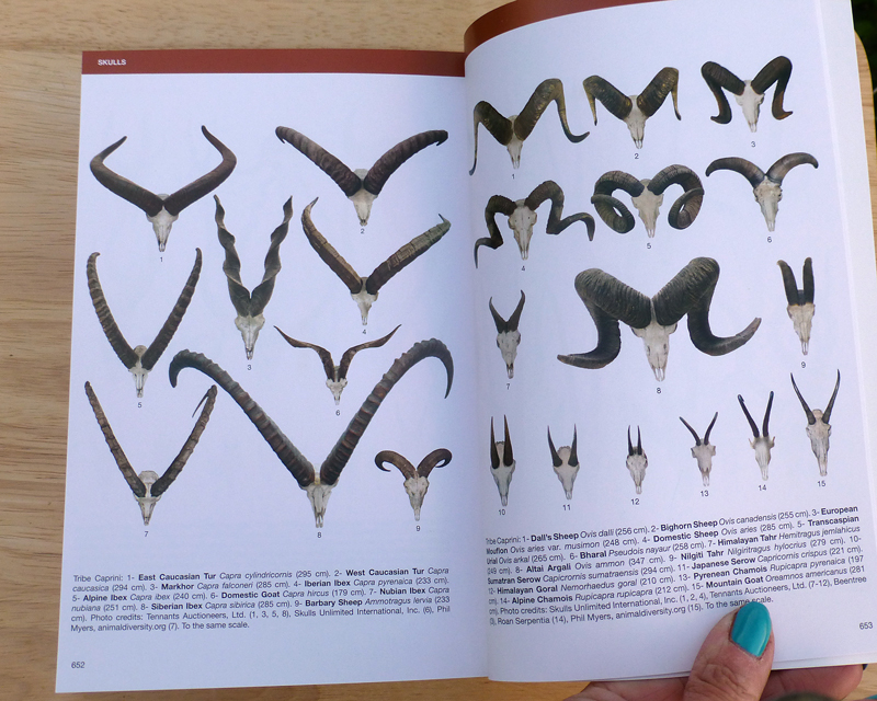 Bovines of the world by Jose R Castello Book Review | Gadget Review