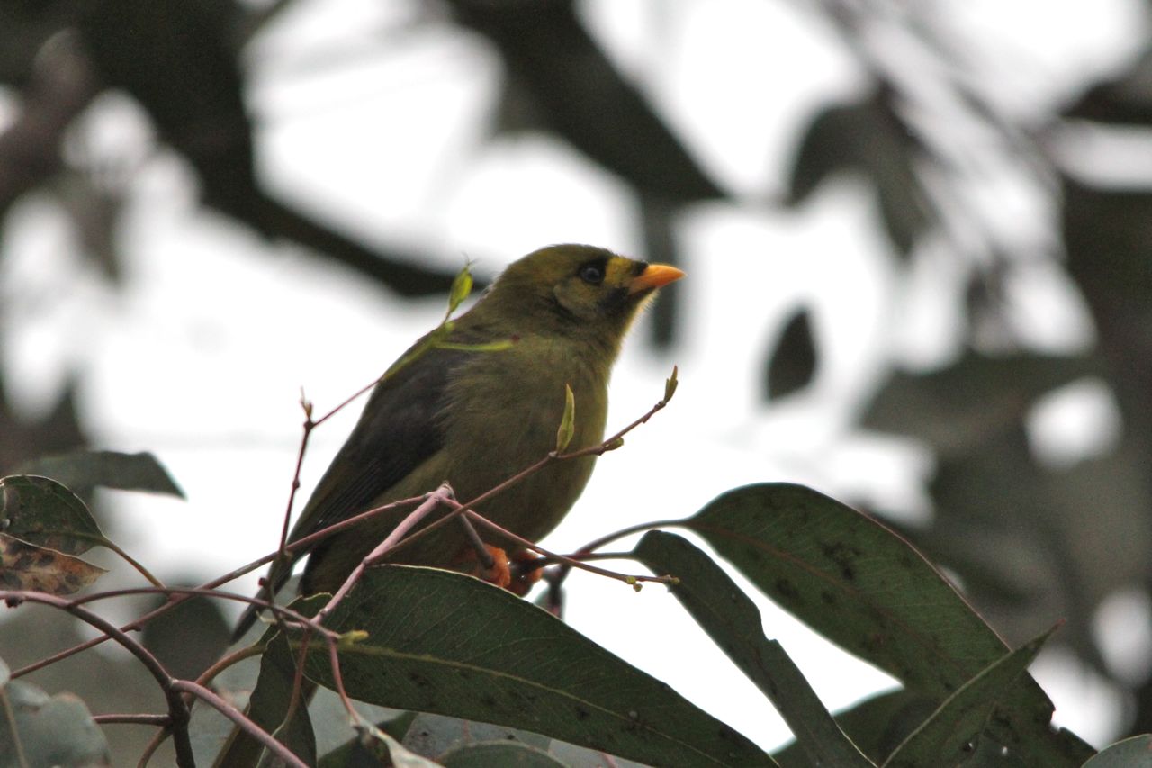 Pete's Flap Birding Aus: Bellbirds at Koomba Park