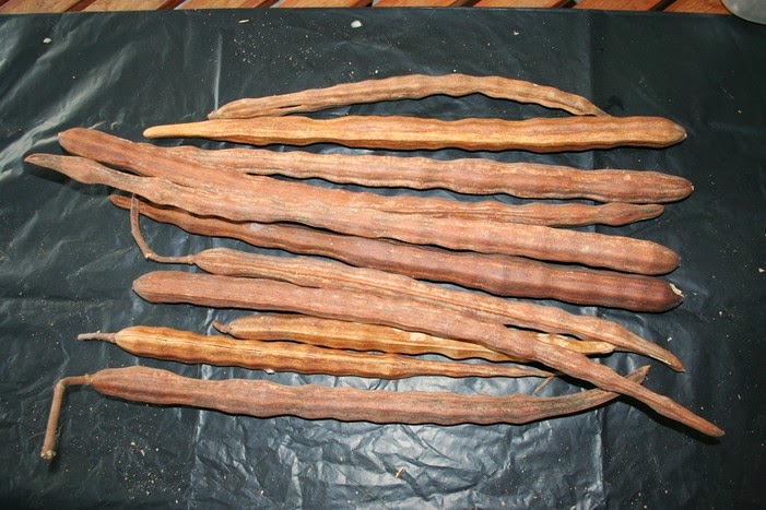 MORINGA: Growing Moringa Oleifera in Australia from Seeds. - Moringa ...