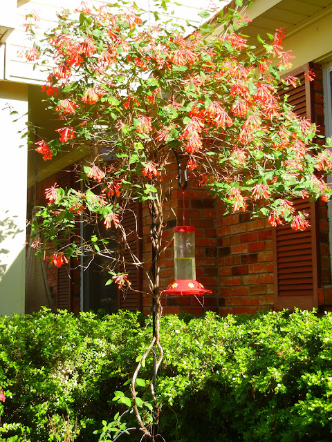 what's buzzin'?: Vines