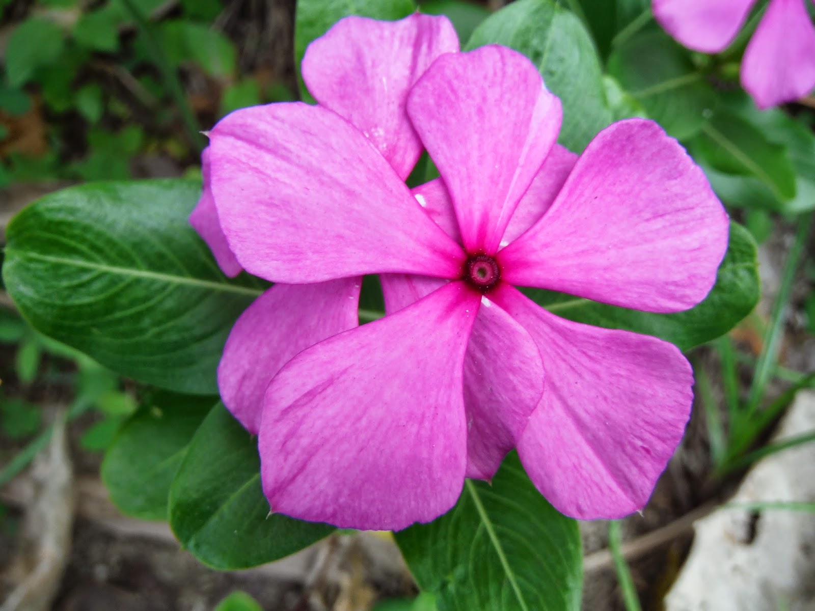 Ramirez Family: RAROTONGA, COOK ISLANDS FLORA AND FAUNA