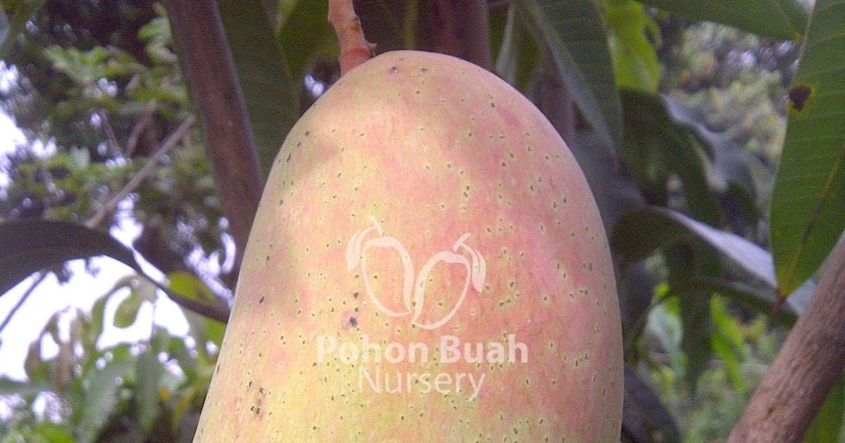 PBN: mangga Golek India