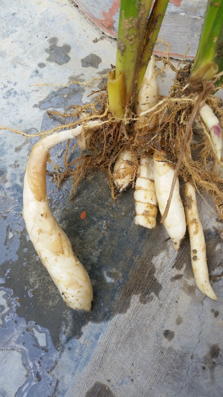 Warisan Petani: Pokok Ubi Bemban.