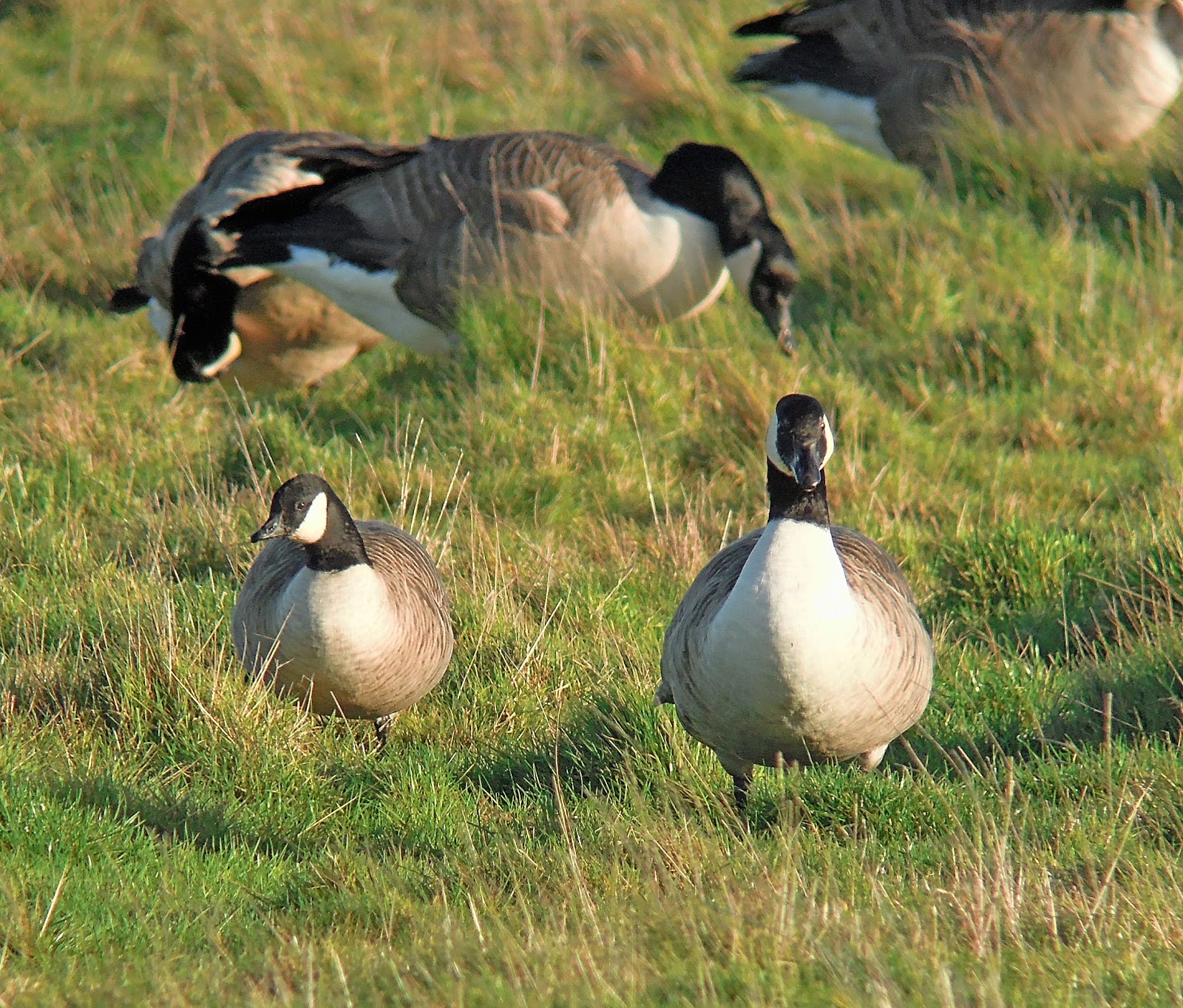 Hedgeland Tales: Richardson's Canada Goose