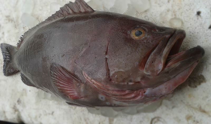 Why eatfresh grouper?
