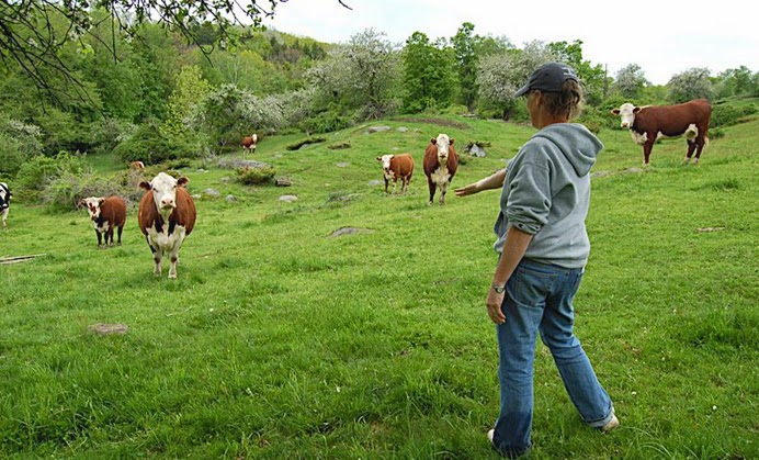 The Best Tips and Tricks For a Excellent Farm ~ Free Tips.com