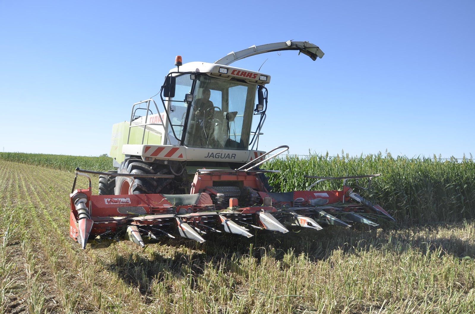Ensiling Sorghum: chopping, transport and pressing
