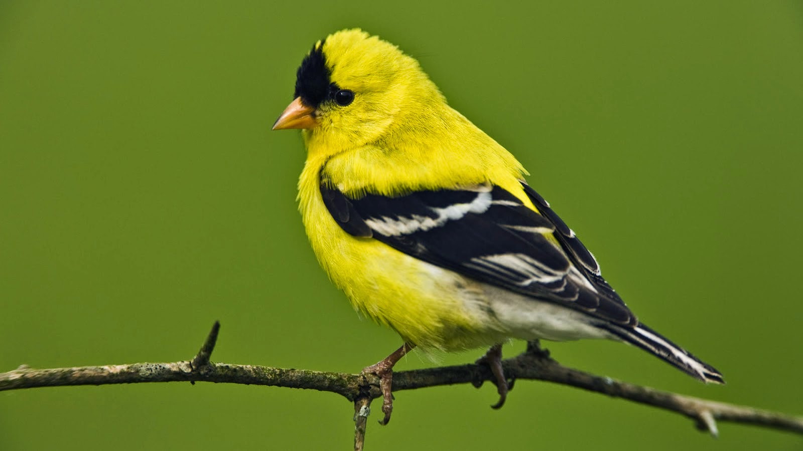 Different color Birds's HD wallpapers,Photos 2014 ~ Top 3 wallpapers