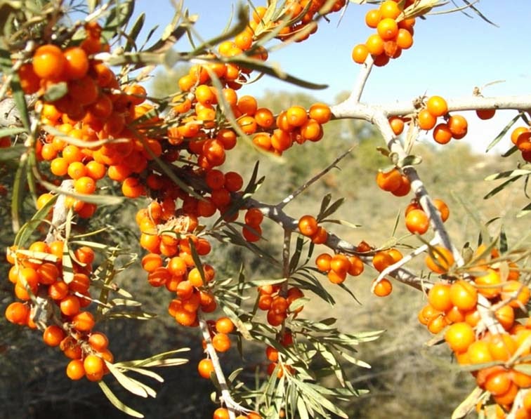 Our Seabuckthorn