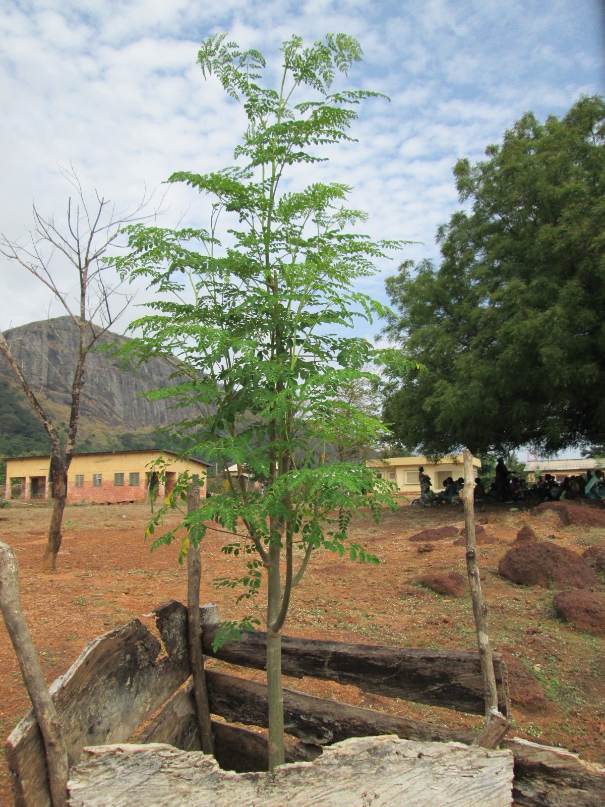 BikeBenin: Moringa Landscaping at Health Center