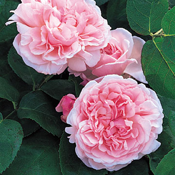 Erika Price Handcrafted Artisan Jewellery: Roses ~ Colours and Meanings