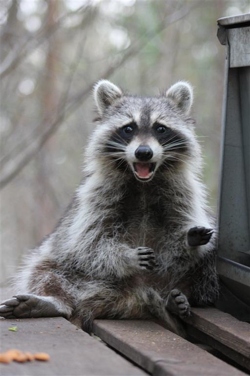 The Laughing Raccoon: Happy and not so happy updates.