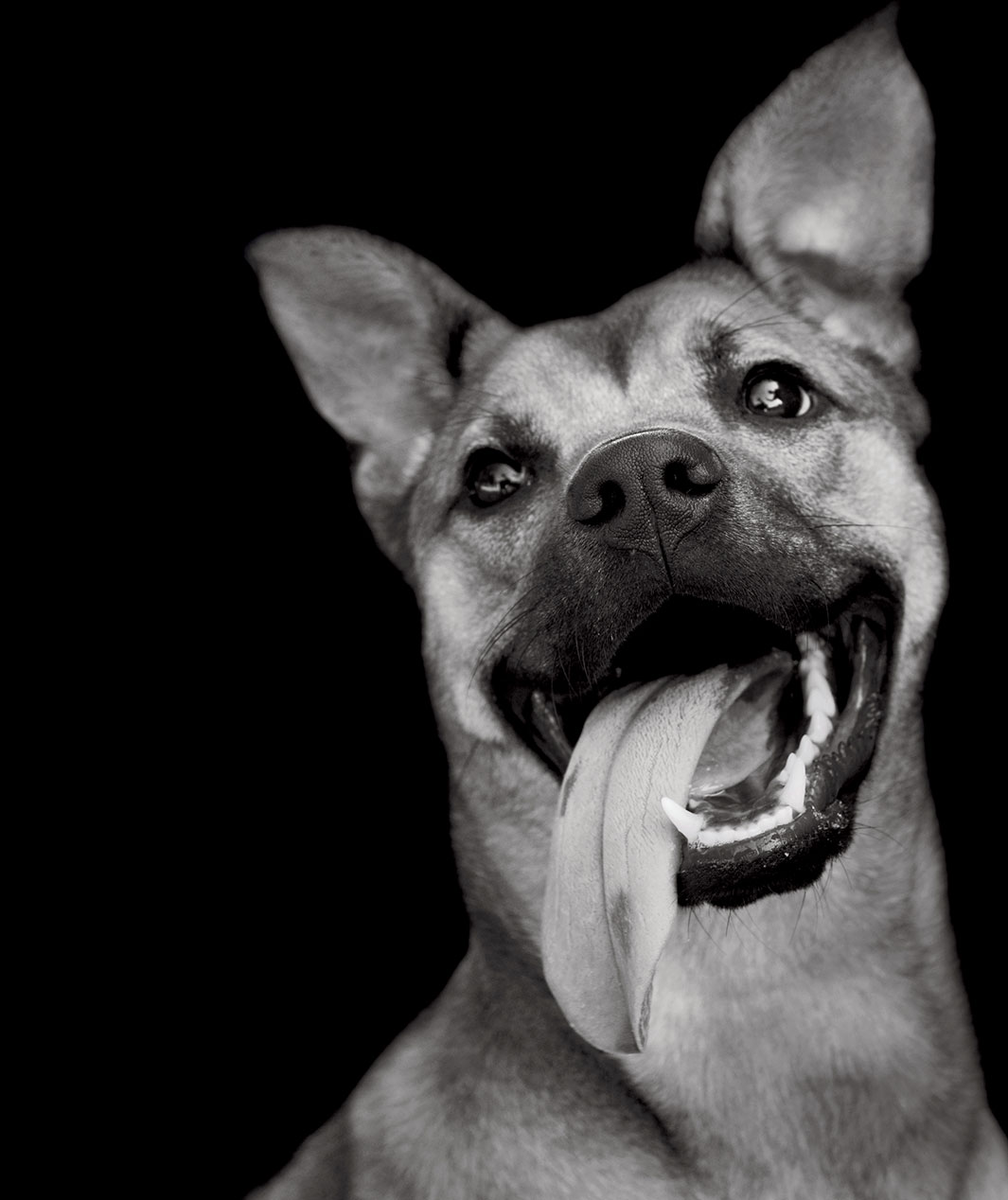 NUNCAJAMAS COCKER: PERROS DE REFUGIO; POR TRAER SCOTT (SPANISH & ENGLISH)