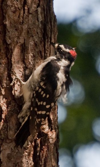 Teratology: Native Birds of Cape Cod