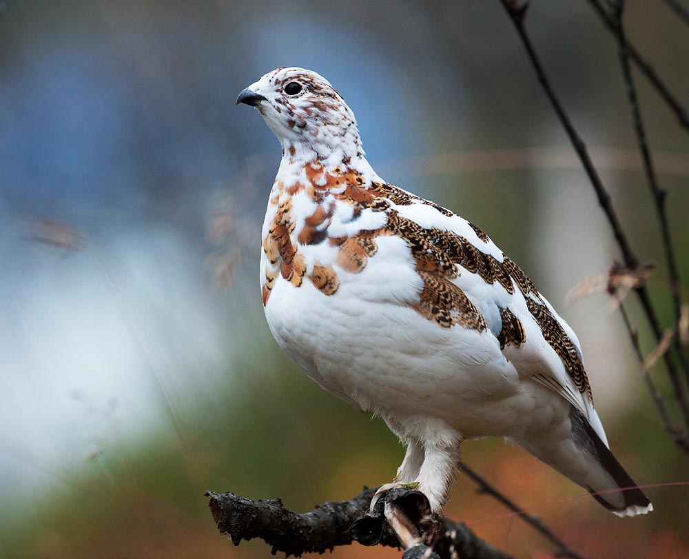 Robin Jenssen/NN: RYPE