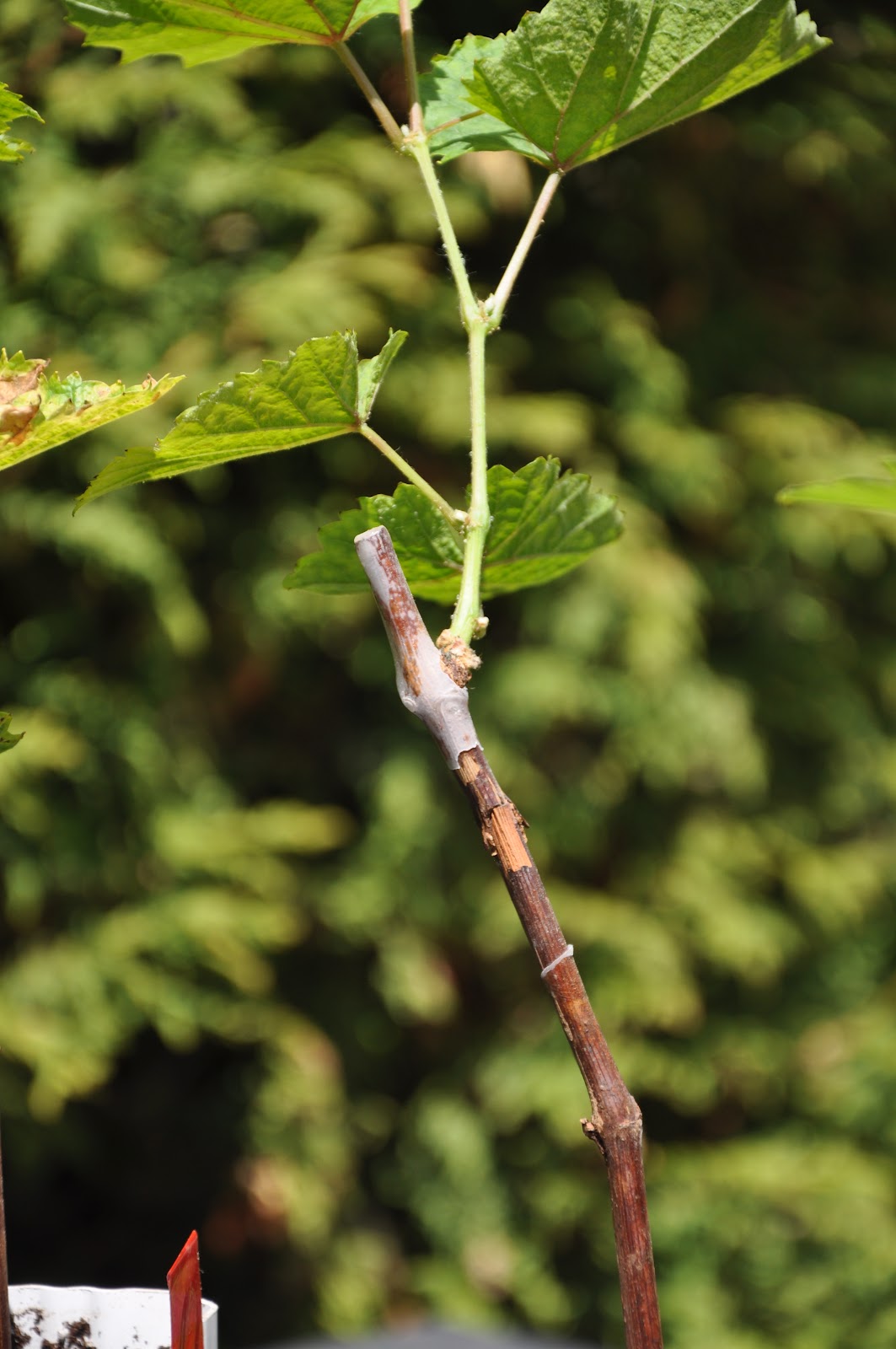 Northern Grapes: Grapevine grafting (part 2): Callusing and rooting.