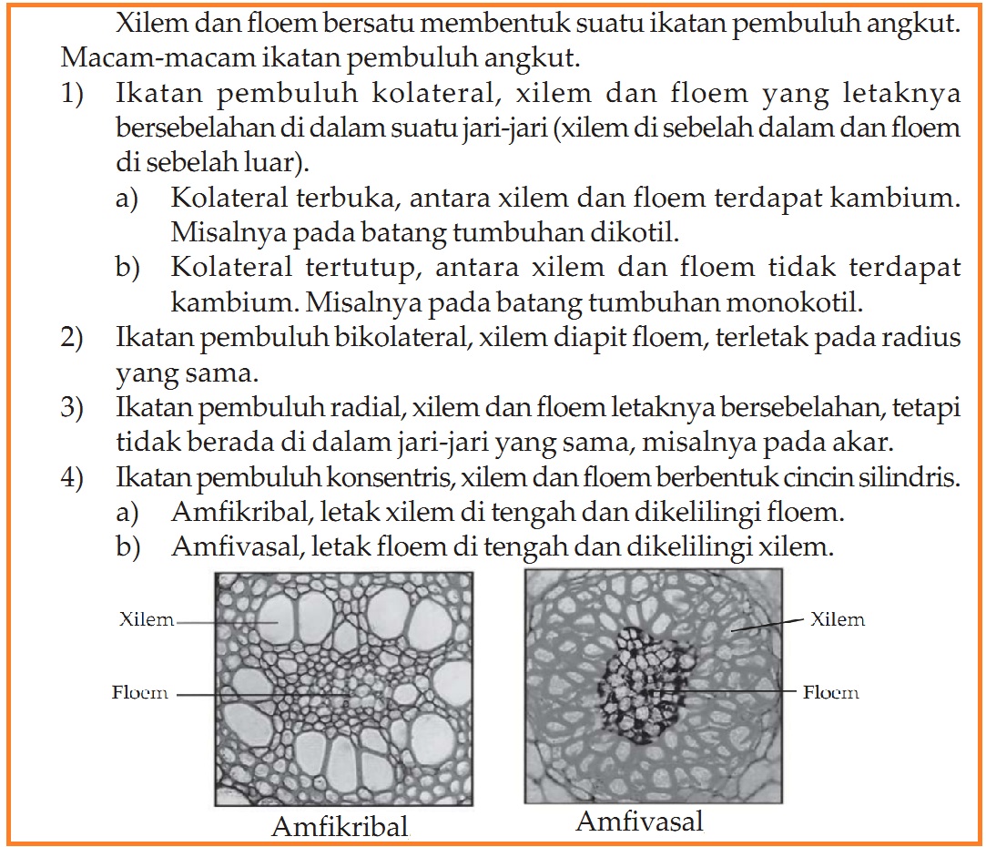BIOLOGI GONZAGA: KAMBIUM
