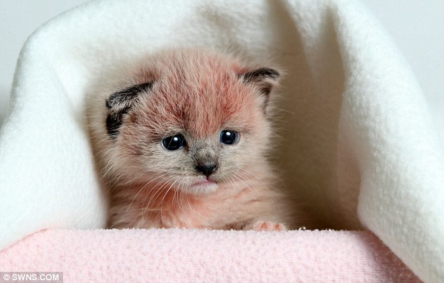 Catsparella: Pink Kitten Rescued From Abandoned Factory